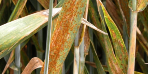 Rusts: Symptoms and Treatment - The Humble Organic Farmer