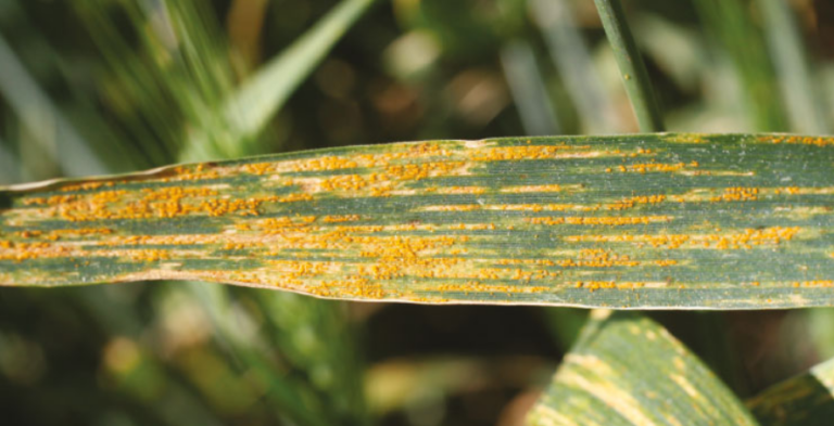 Rusts: Symptoms and Treatment - The Humble Organic Farmer