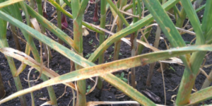 Rusts: Symptoms and Treatment - The Humble Organic Farmer